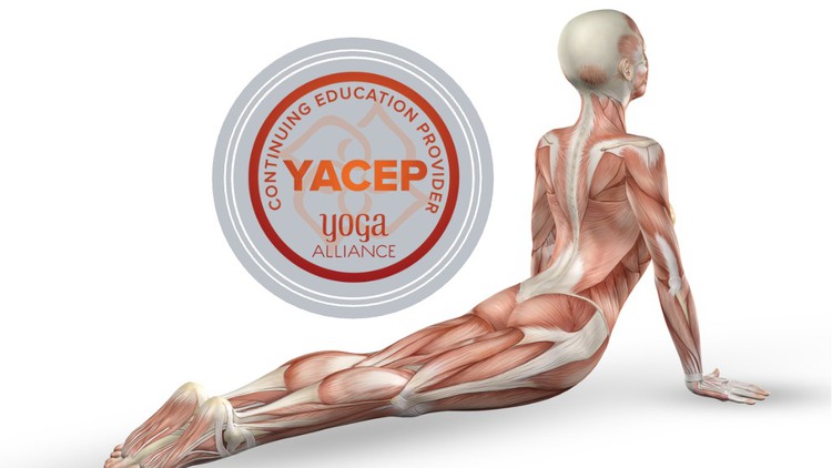 Yoga Anatomy & Physiology Certificate – Yoga Alliance YACEP - Free ...